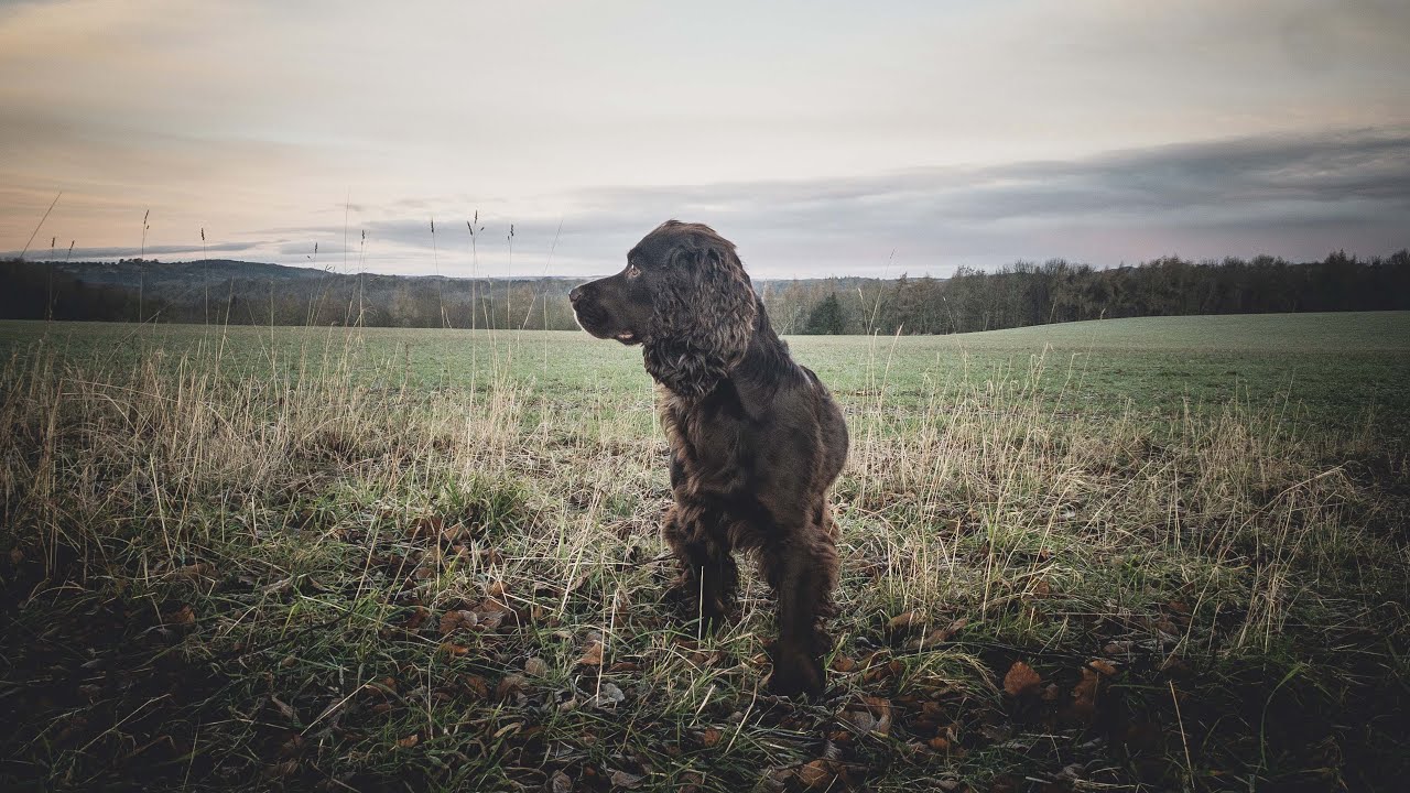 Pheasant Shooting - Beater's Day 2023 - YouTube