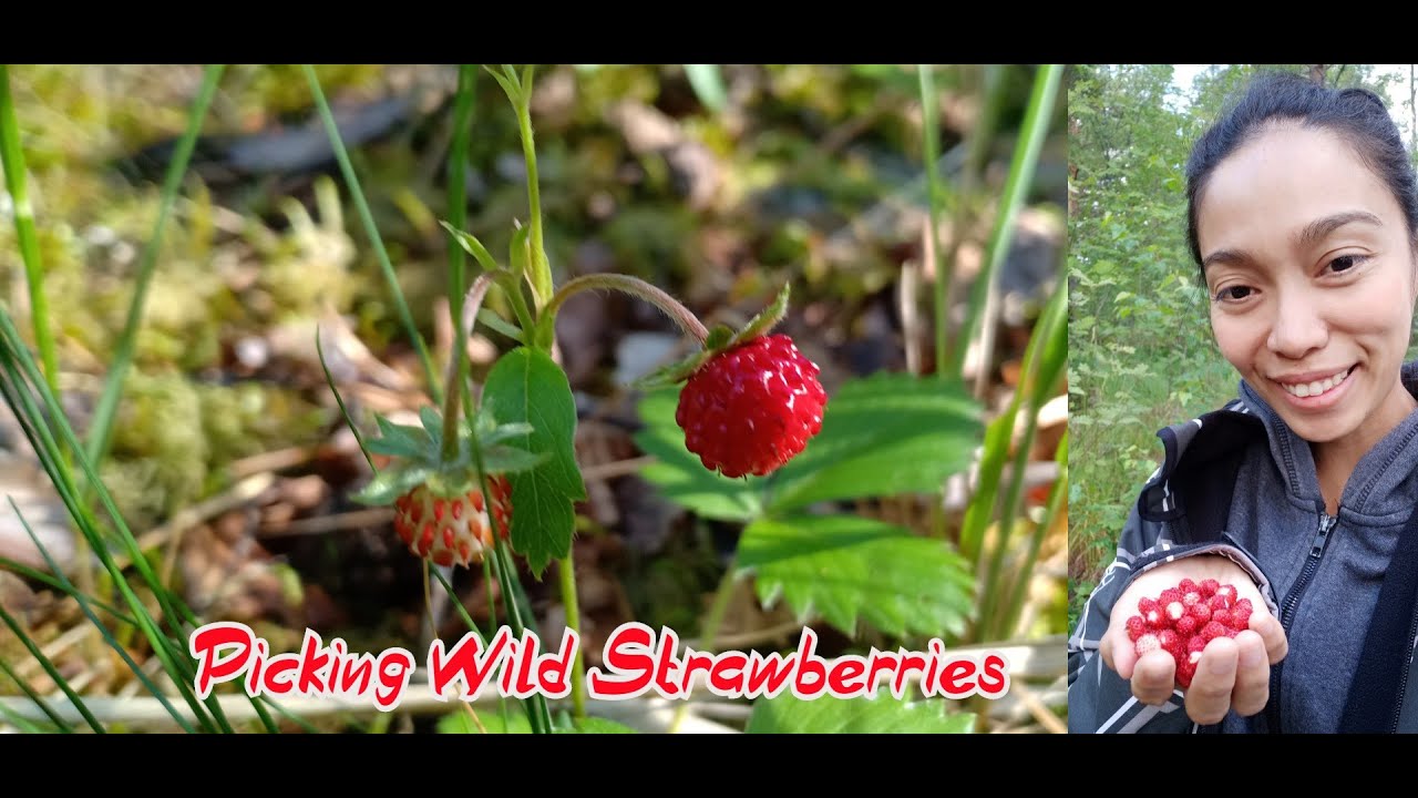Picking Wild Berries - YouTube