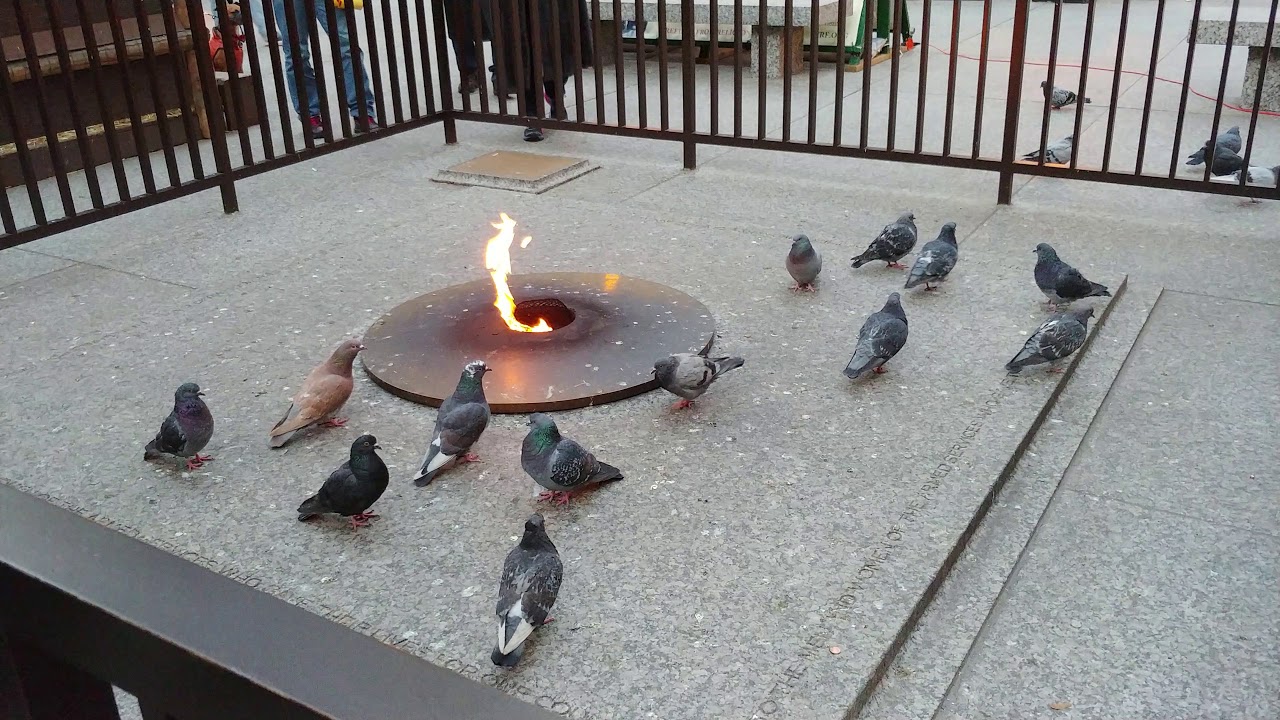 Christkindlmarket Chicago Pigeons - YouTube