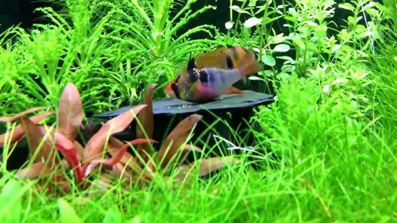 German Blue Rams laying eggs - YouTube