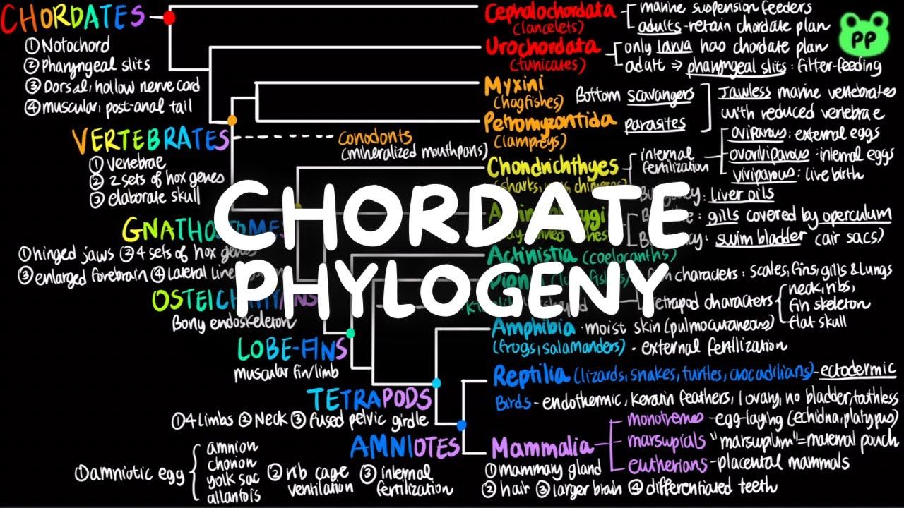 Chordate Phylogeny | Evolution & Phylogeny 08 | Biology | PP Notes ...
