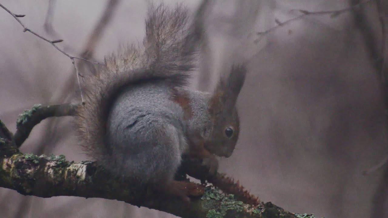 Random Squirrel video - YouTube