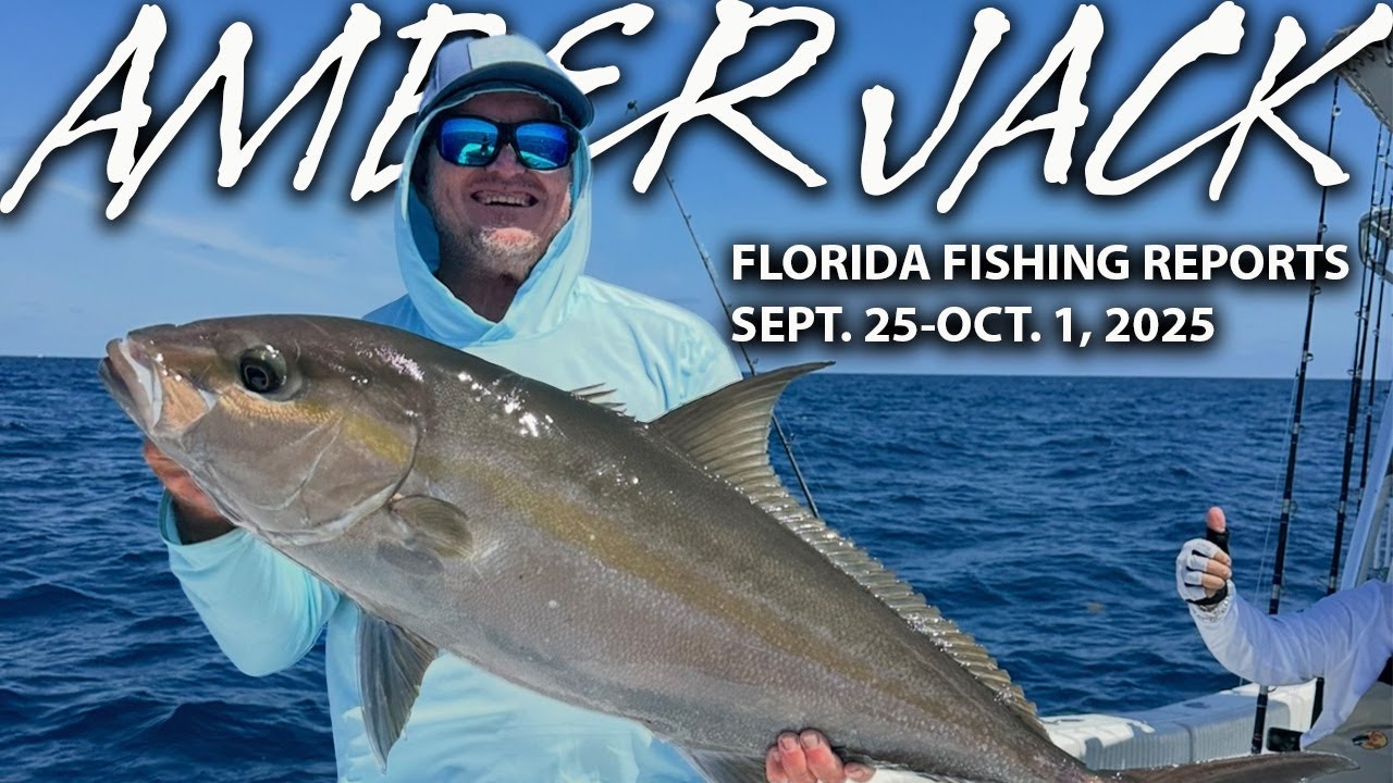 Big AJ Action! | Amberjack Takeover – Florida Insider Fishing Report ...