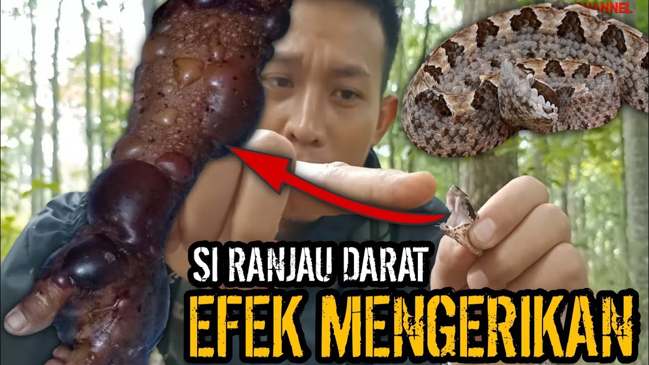EFEK MENAKUTKAN ULAR VIPER GILA SATU INI! SI RANJAU TANAH! ULAR TANAH ...