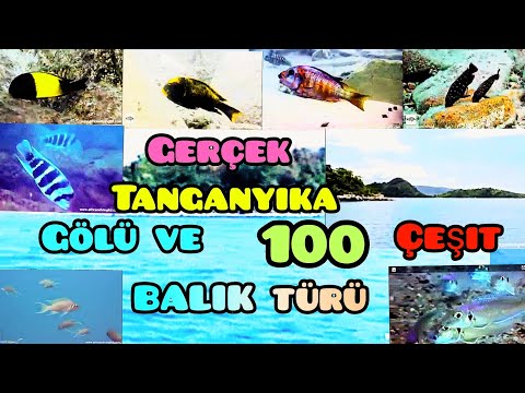 GERÇEK TANGANYİKA GÖLÜ VE 100 ÇEŞİT BALIK TÜRÜ