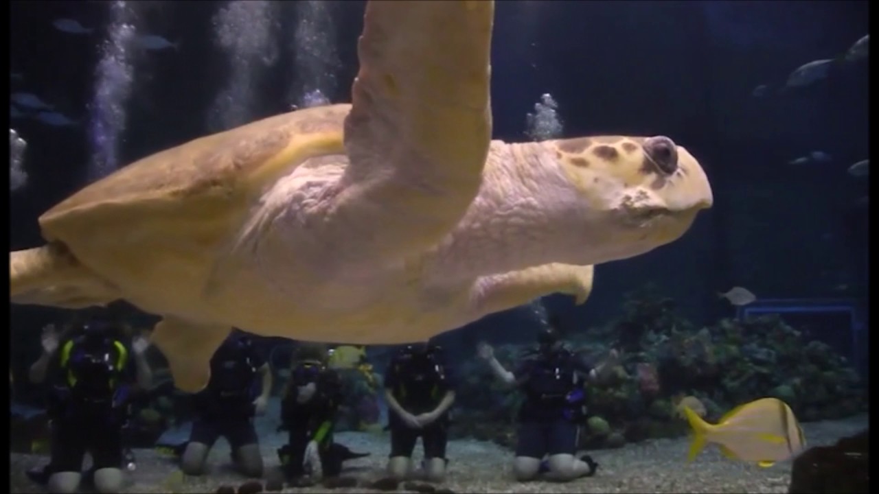 Disney Dive Quest - YouTube