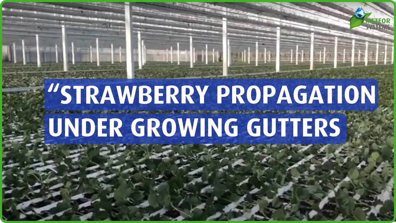 Strawberry Propagation Field - growing techniques for strawberries ...