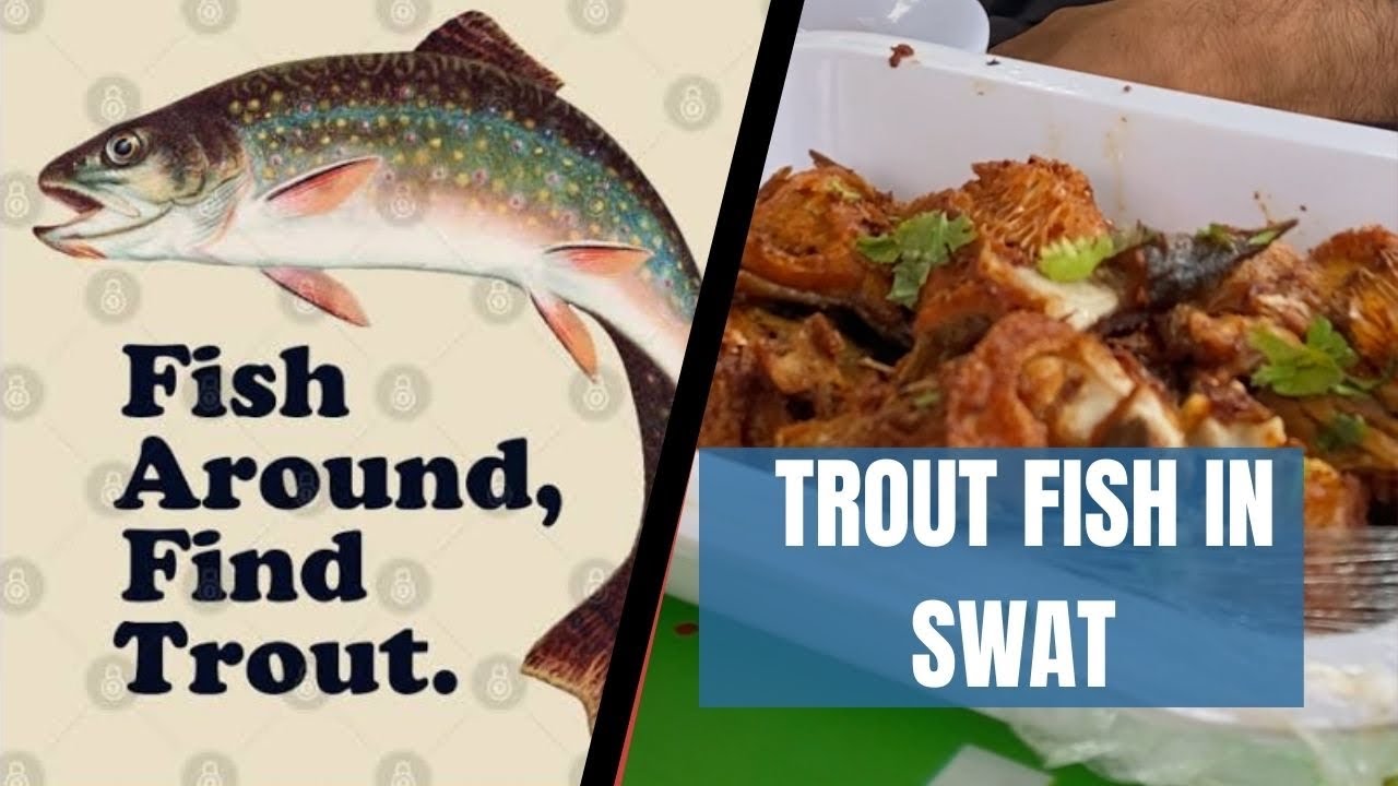 Trout fish swat | vlog trout fish - YouTube