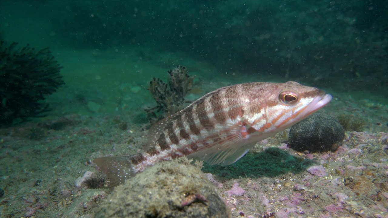 Serran chevrette ou saran - Serranus cabrilla - Palavas (France) - YouTube