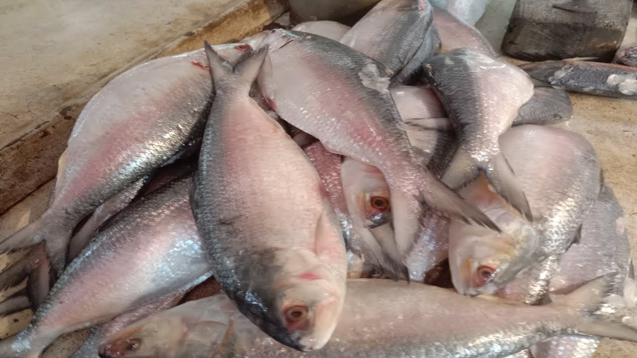 Elisha fish cutting |Elisha fish cutting skills|Elisha fish cutting ...