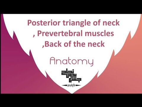 Post. triangle of neck , prevertebral muscles , back of neck , lecture ...