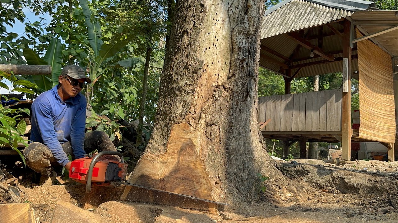 Cut down 2 dangerous trees near the house!! - YouTube