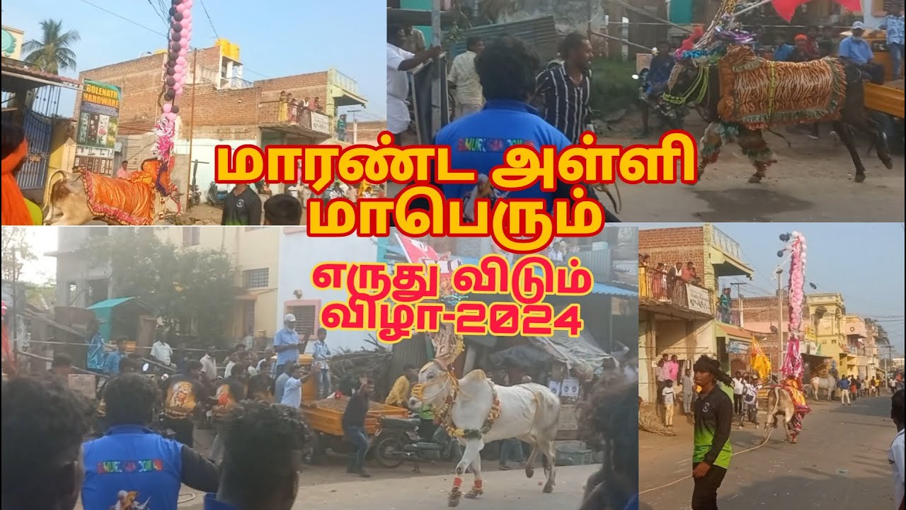 "மாரண்ட அள்ளி மாபெரும் எருது விடும் விழ -2024 (MARANDAHALLI BULLS ...