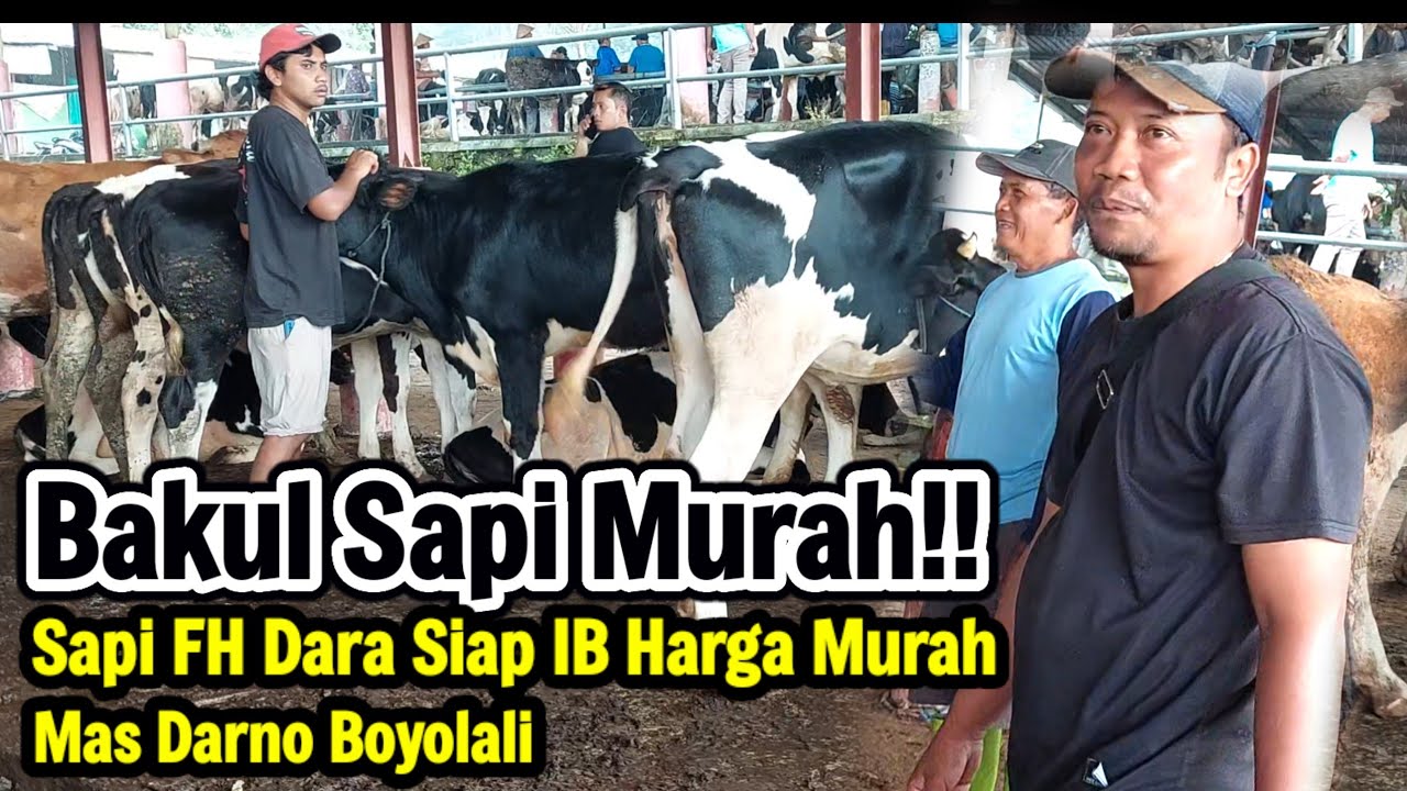 Bakul Sapi Murah‼️Harga Sapi Dara Fh Siap IB Mas Darno | Pasar Sapi ...