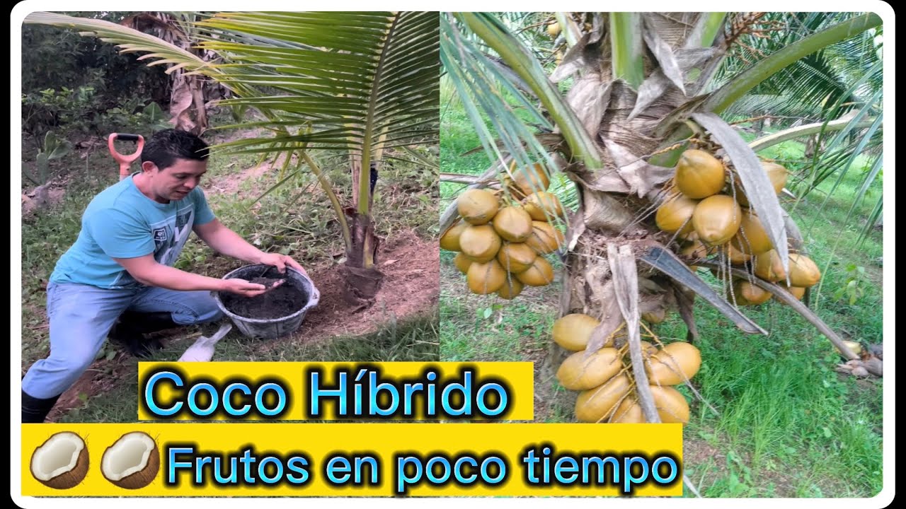 COCO en POCO TIEMPO, así debes NUTRIR tus Matas 🌴🥥🌴🥥 - YouTube