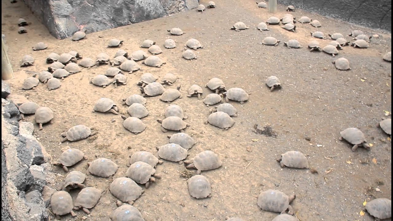 Galapagos Tortoise Pen - YouTube