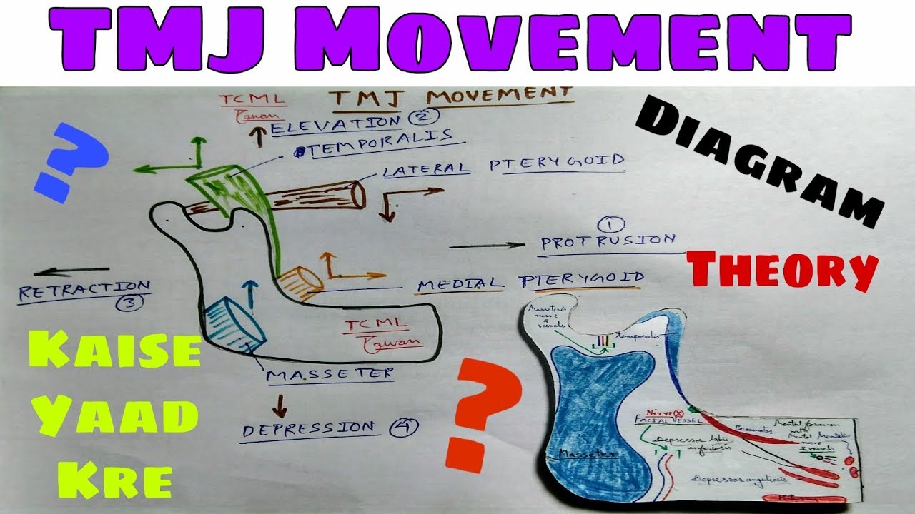 Temporomandibular Joint - Movement | TCML - YouTube