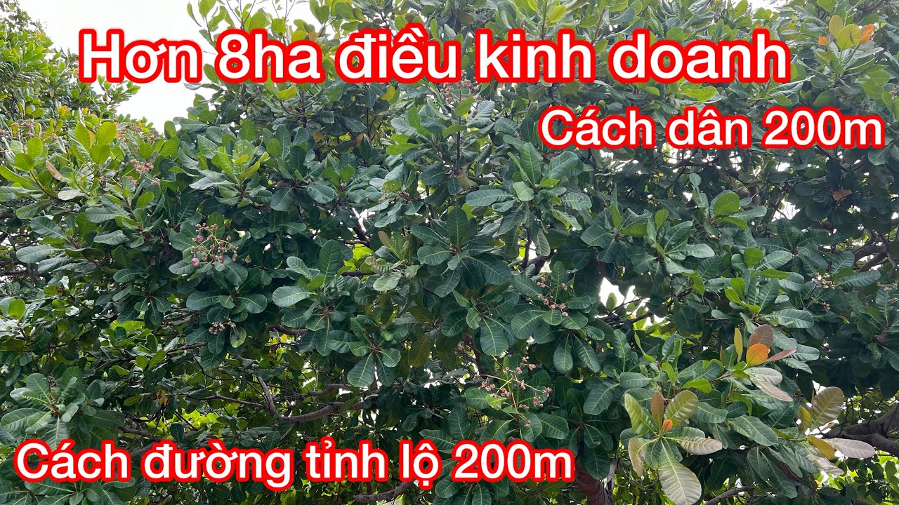 Cần nhượng lại Hơn 8ha điều kinh doanh gần dân cư điều trên 10 năm tuổi ...