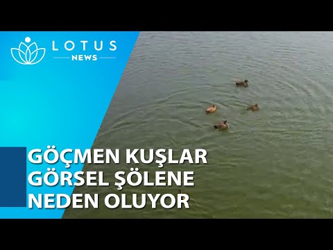 GÖÇMEN KUŞLAR ÇİN'İN KORUMA ALANINDAKİ GÖLÜNE AKIN EDİYOR