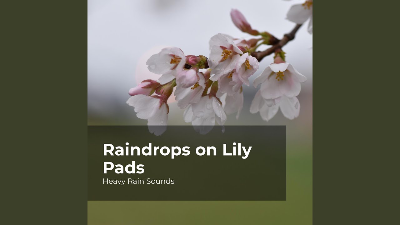 Perennial Copious Rain - YouTube