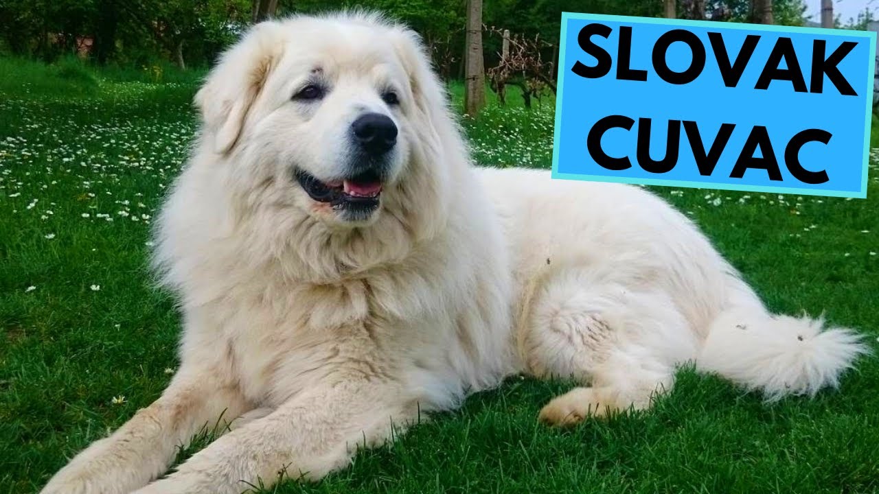 Slovak Cuvac - TOP 10 Interesting Facts - YouTube