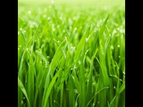 RIP_GRASS Live Stream - YouTube