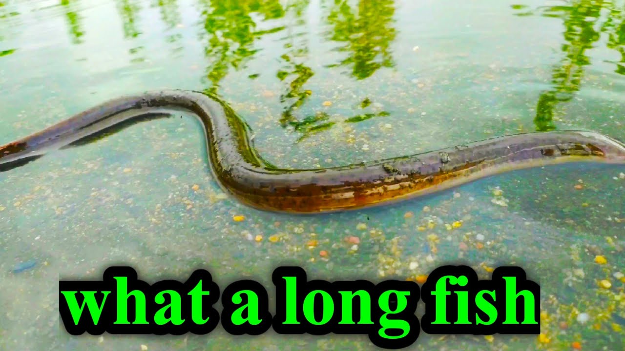 Best fish video// how a long fish swims in water? - YouTube
