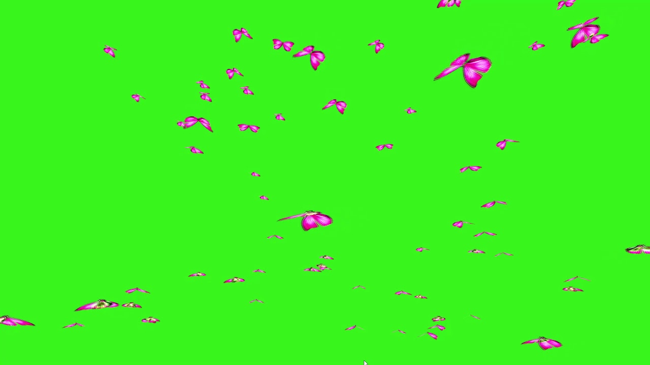 Animated Pink Butterflies Flock on Green Screen - YouTube