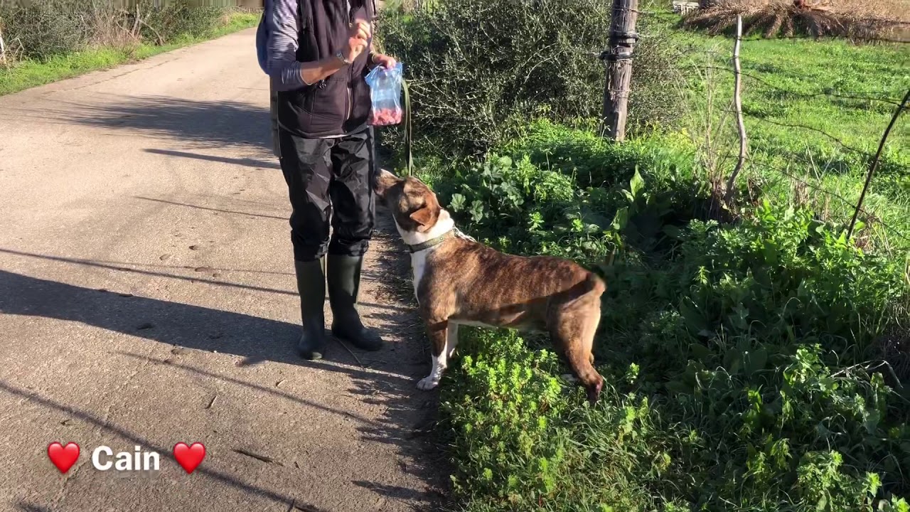 Cain on a walk - YouTube