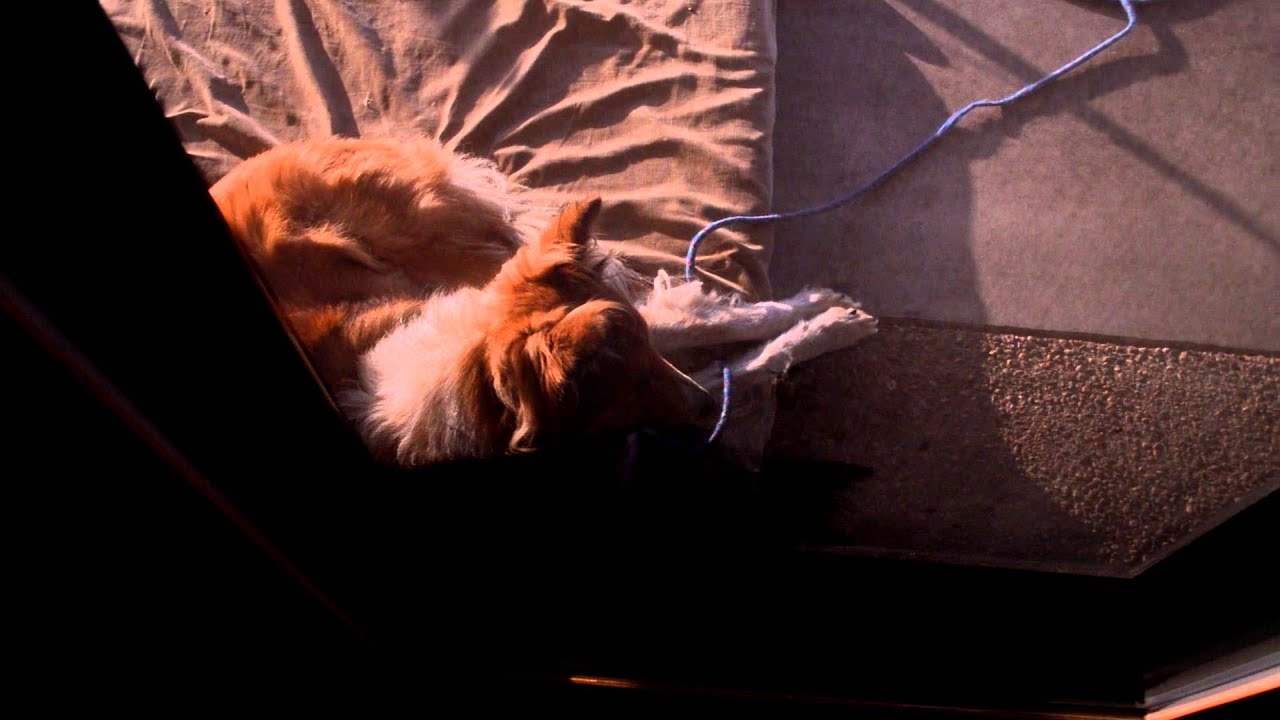 Creeping out our dog with Bill Clinton morning voice - YouTube