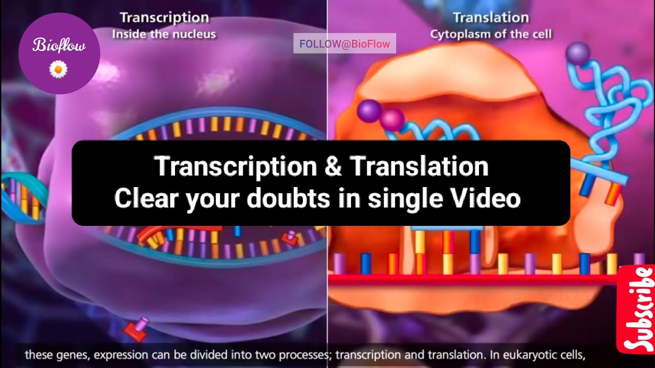 transcription and translation | transcription class 12 bio ...
