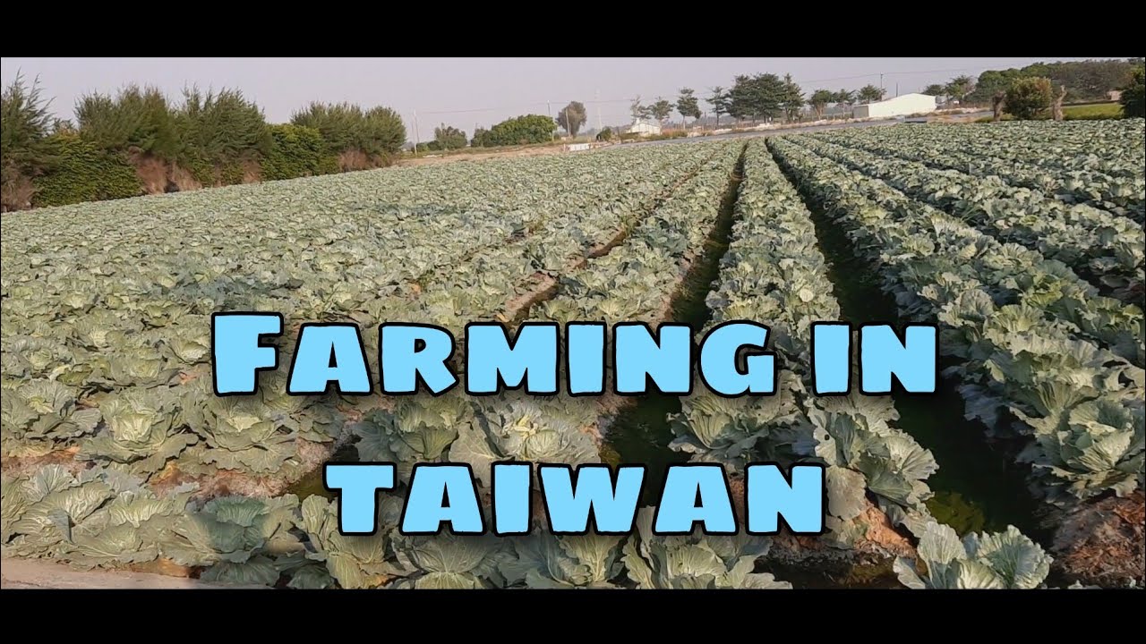 FARMING in TAIWAN-2 - YouTube