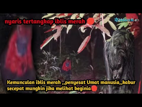 Petaka iblis merah ‼️nyaris HOSH di serang iblis merah ,,sampai begini ...