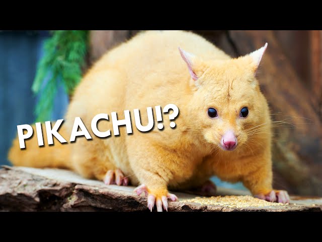 Golden Brushtail Possum
