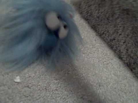 blue furrball - YouTube