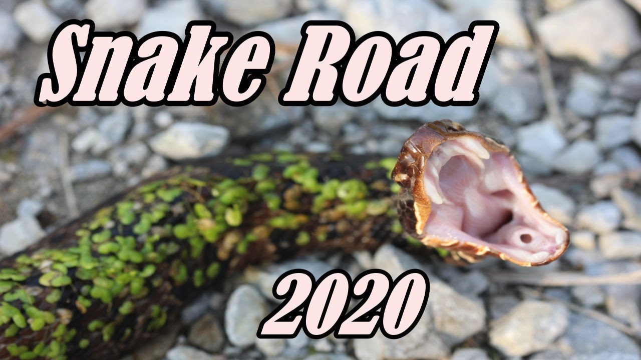 Fall Snake Migration | Snake Road 2020 - YouTube