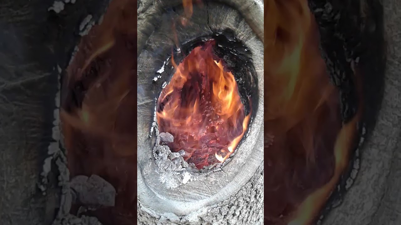 inside of a tree burning - YouTube