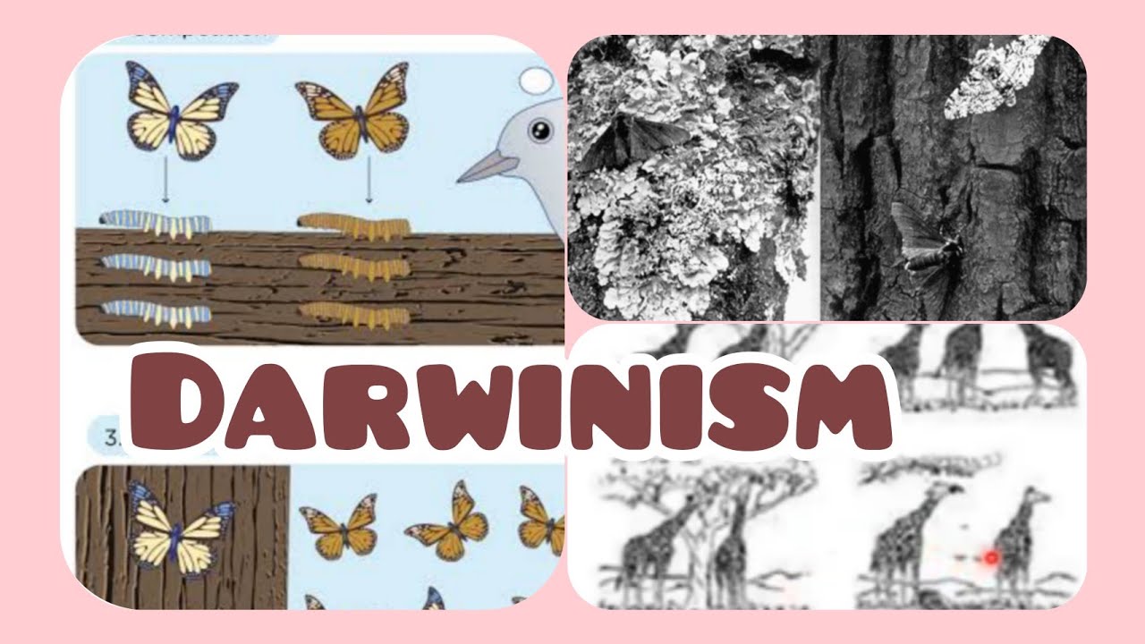 Darwinism@AnthropologyInsightsforUPSCNET - YouTube