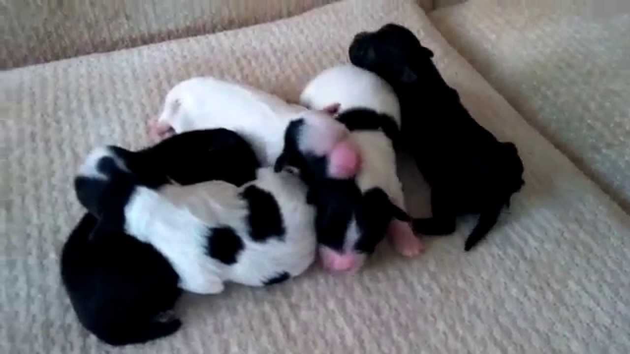 Newborn Morkie Puppies (born on 10/08/2014) - YouTube
