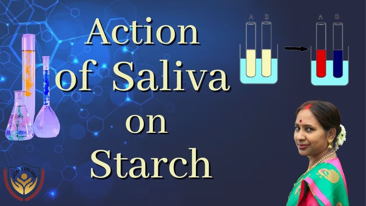 Action of Saliva on flour || Science Experiment Class 10 || Saliva ...