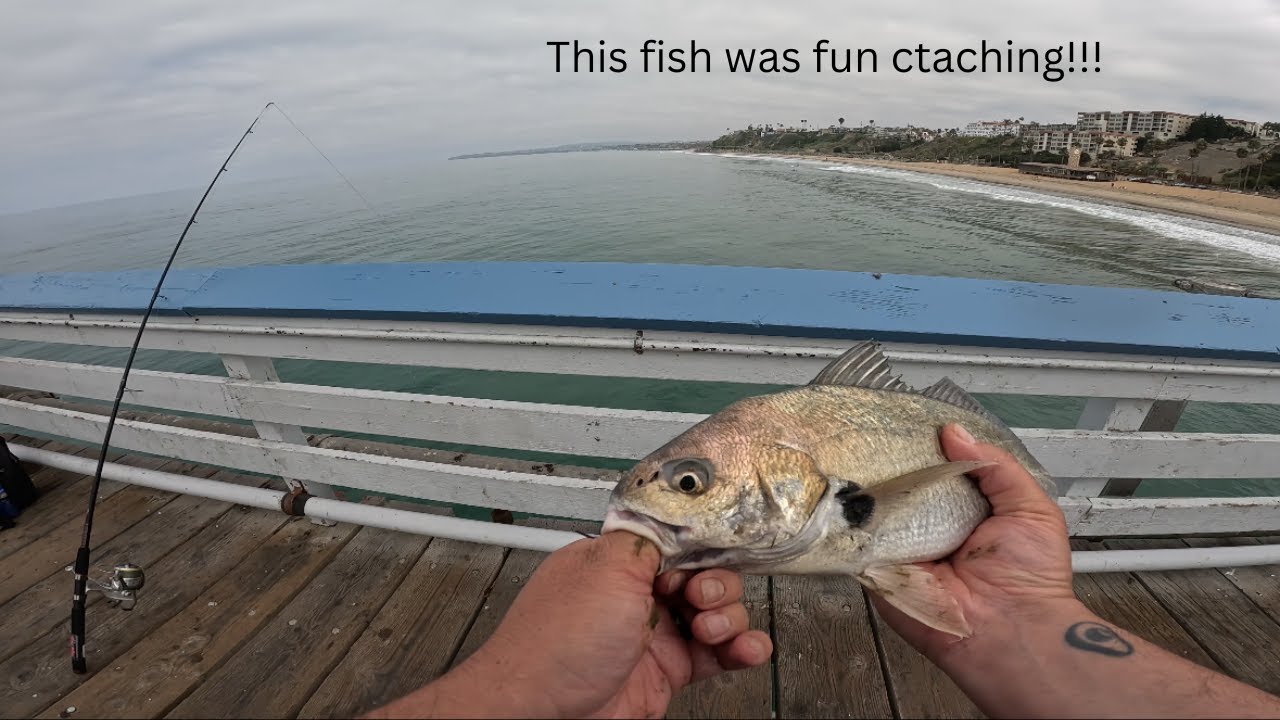 Fishing at San Clemente Pier! Fishing for anything! (POV) - YouTube
