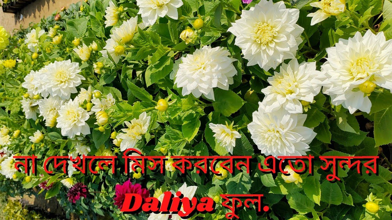 Mini Daliya Flower Bloom. - YouTube
