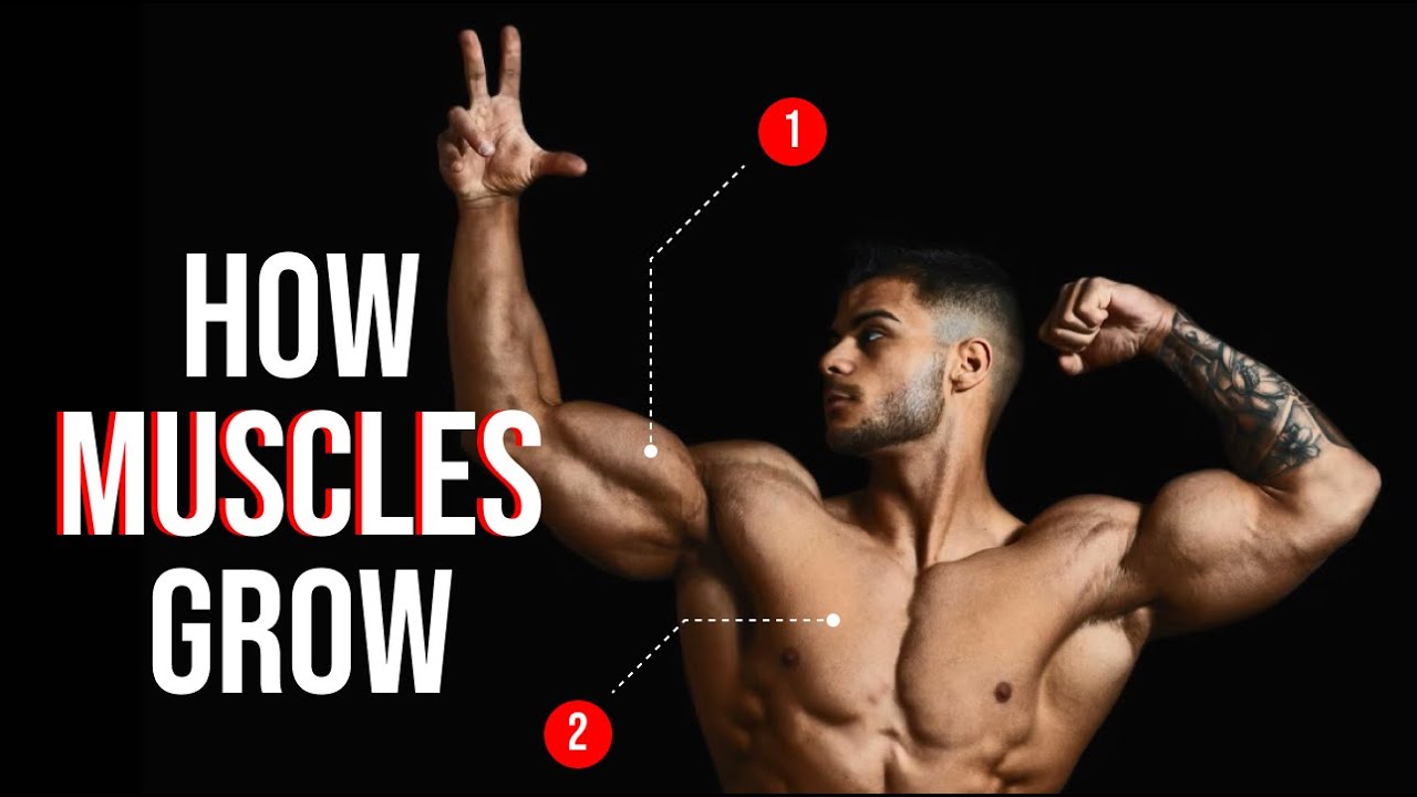 The Science of Muscle Growth and Hypertrophy - YouTube
