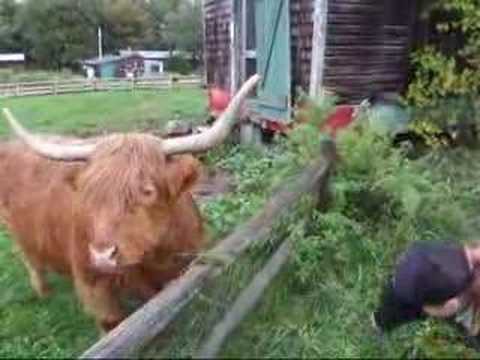 Emo Cow Gets Fed - YouTube