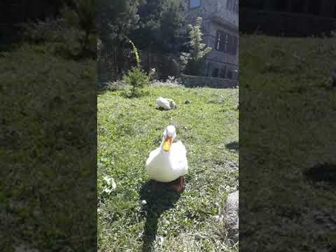 Ördek  sesi cok guzell