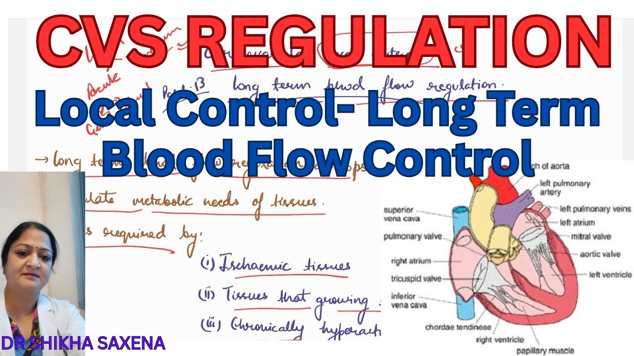 CVS CONTROL- Local regulation- Long term blood flow control ...