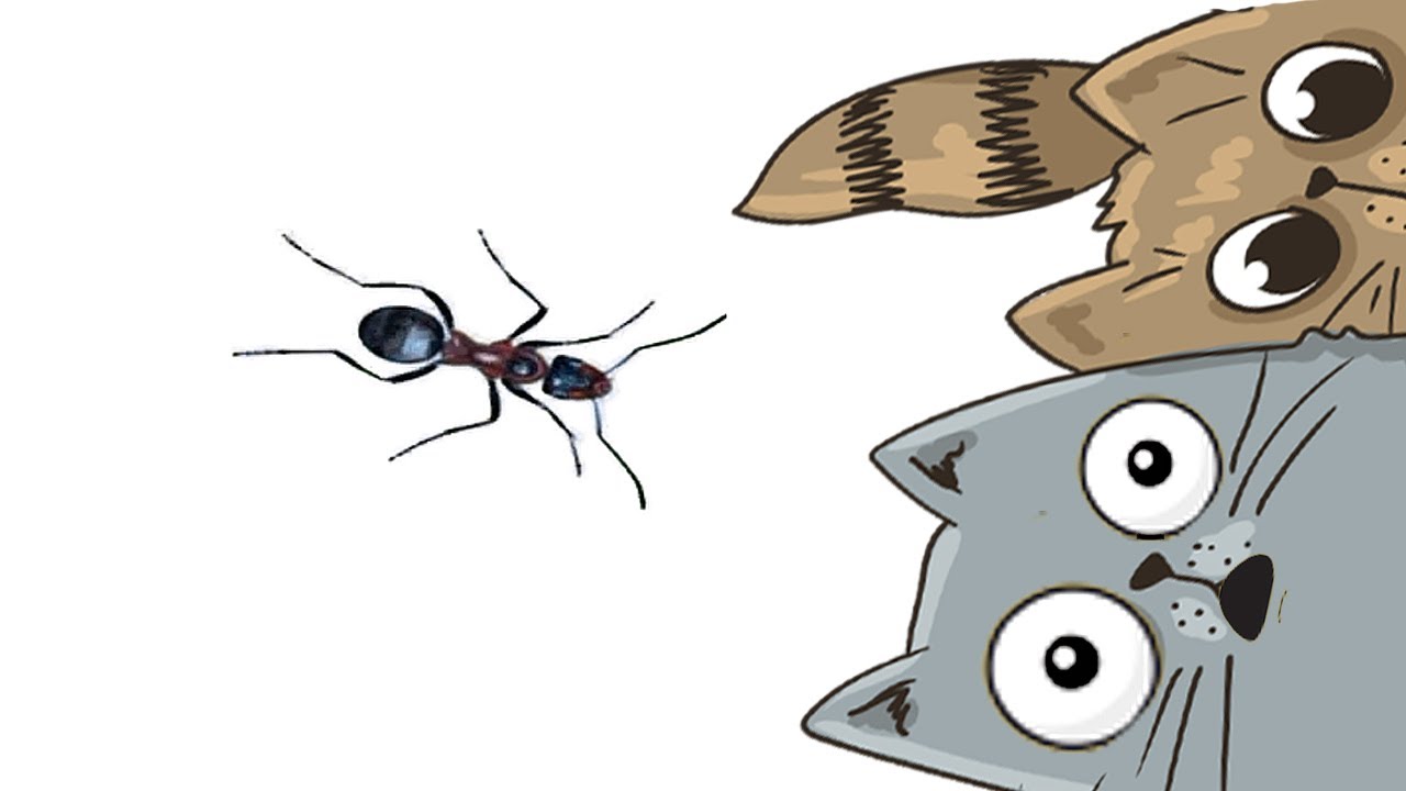 CAT GAMES | VIDEOS FOR CATS. Catch the Realistic Ant! |1 HOUR - YouTube