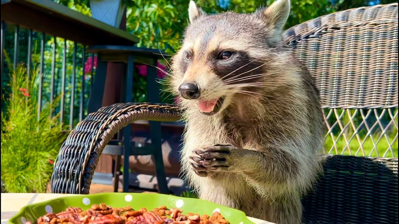 Marsha The Raccoon Taste Tests Pecans With His Little Hands! - YouTube