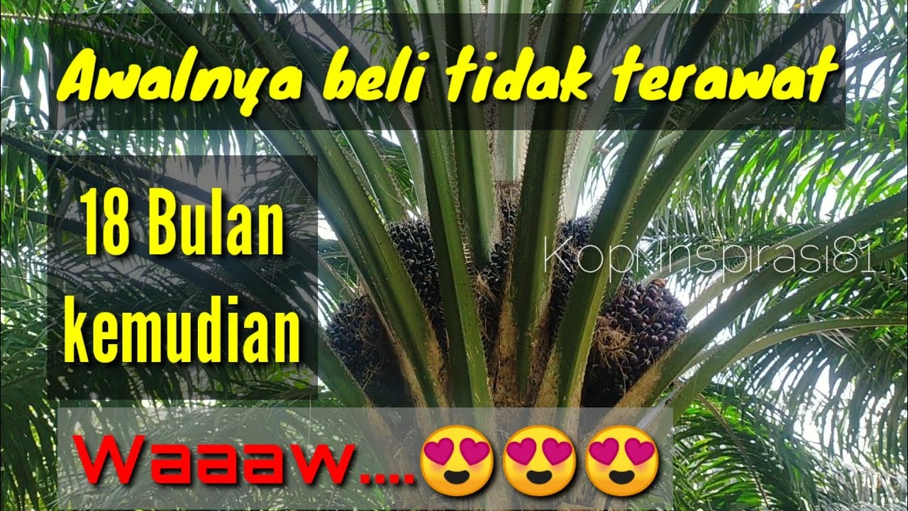 Perawatan kebun kelapa sawit yang berhasil @kopiinspirasi8193 - YouTube