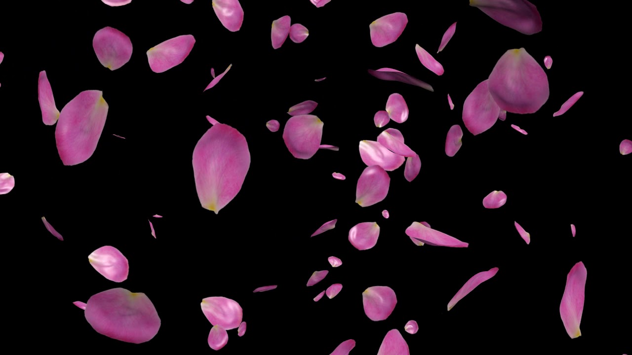 rose hanabira - YouTube